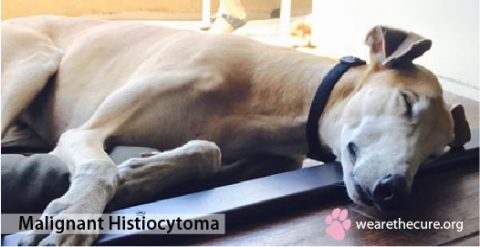 Canine Malignant Histiocytoma Sarcoma Diagnosis & Treatment - The ...