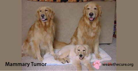 Mammary Tumors - The National Canine Cancer Foundation
