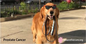 Prostate Cancer in Dogs - Canine Prostate Cancer Symptoms & Treatment