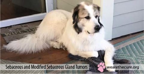 Sebaceous and Modified Sebaceous Gland Tumors - The National Canine ...
