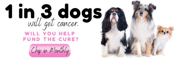 Dog Cancer Information & Help - The National Canine Cancer Foundation