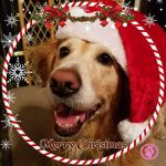 Donation Wall - Page 37 - The National Canine Cancer Foundation